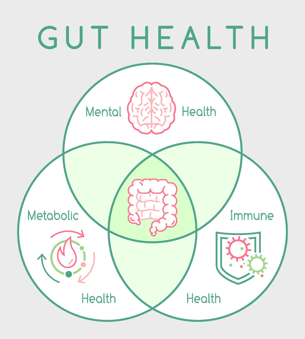 The Gut Body Connection How Natural Supplements May Benefit Gut Micro